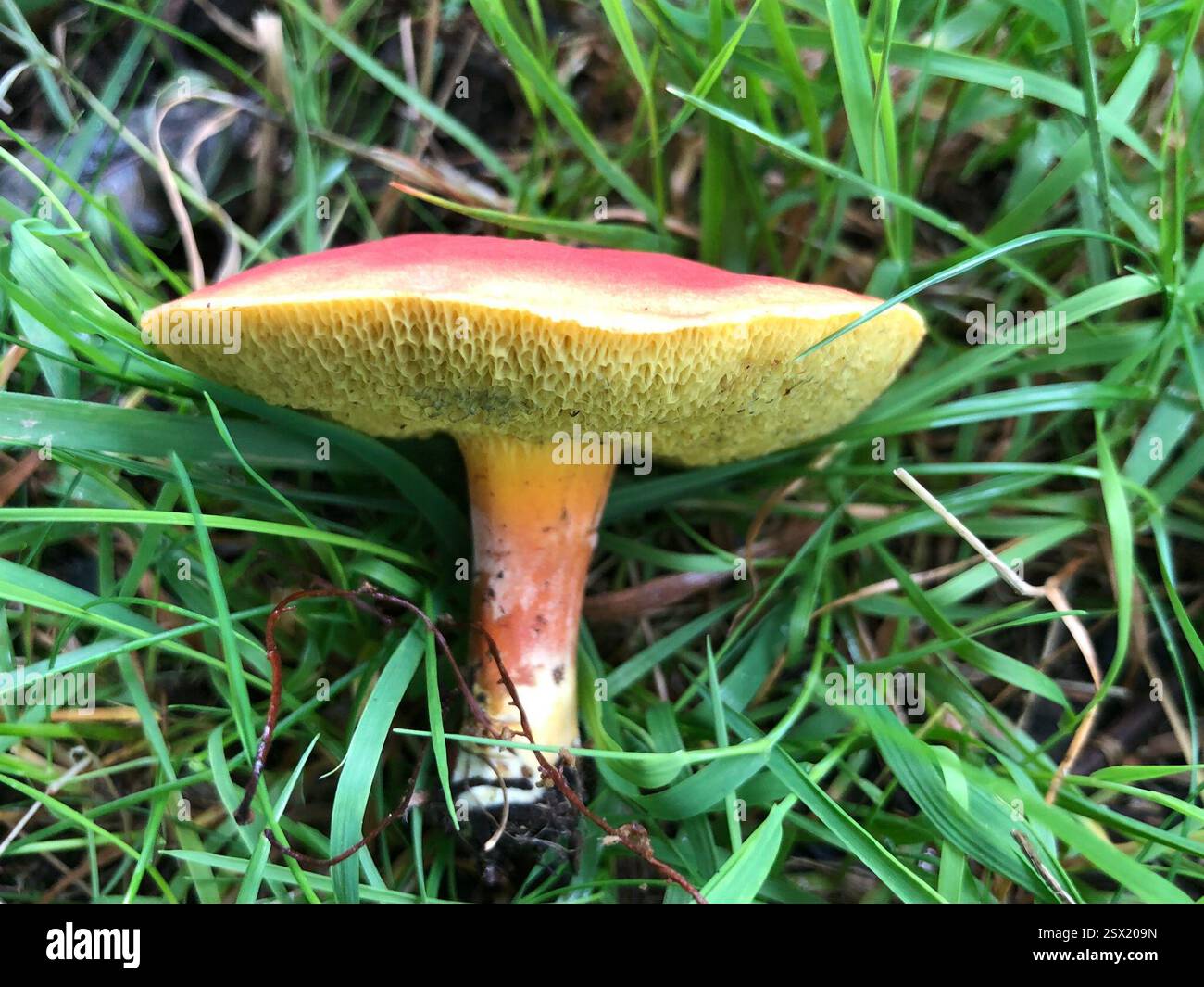 Ruby Bolete (Hortiboletus rubellus), Fungi, Sixth St, Cambridge, MA, US ...
