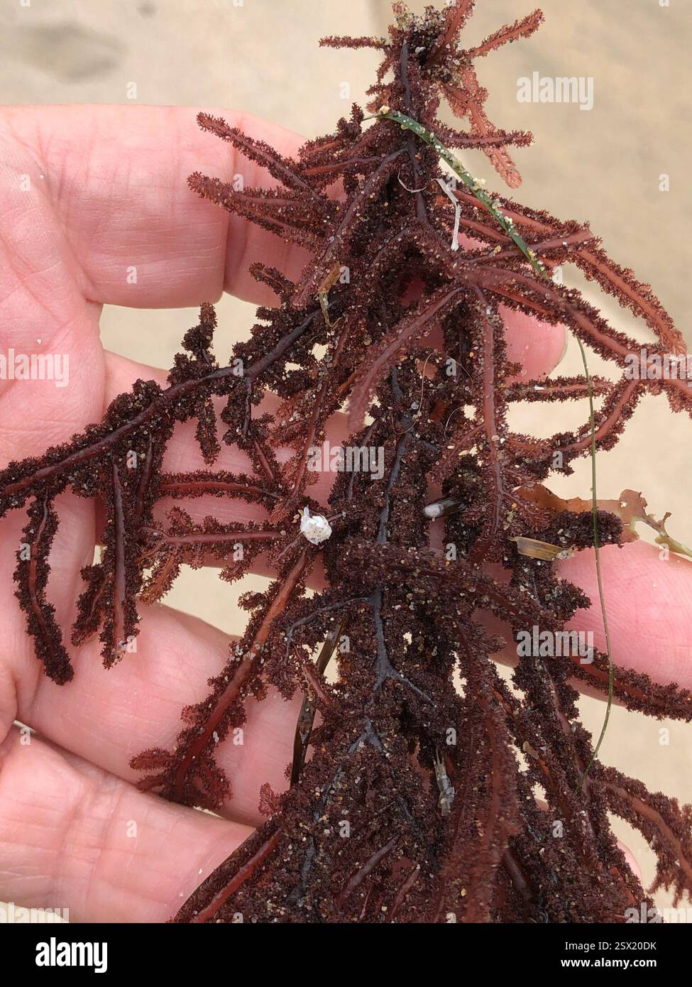 Dense Sea Fern (Ptilota densa), Plantae, North Pacific Ocean, CA, US ...