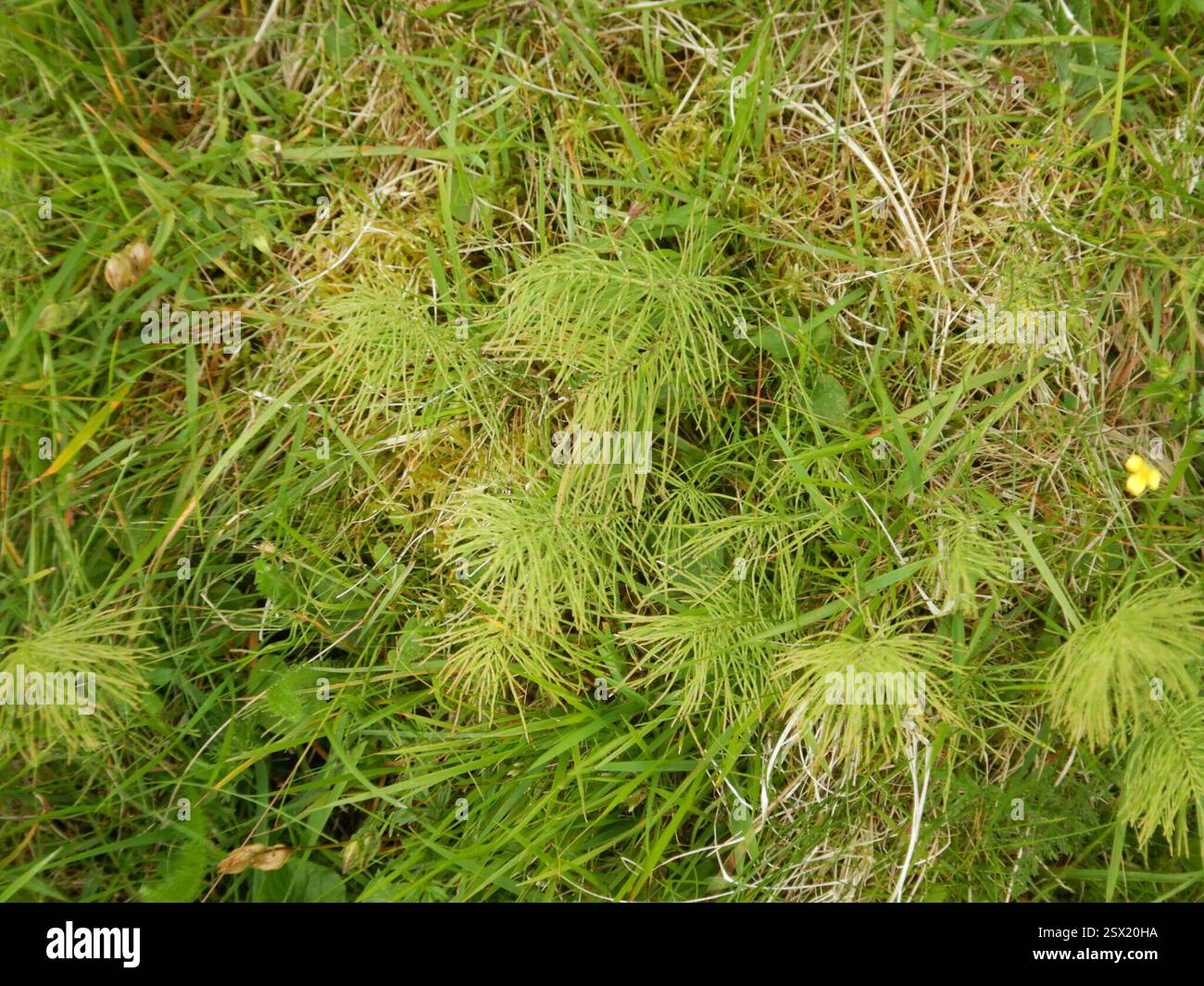 horsetails (Equisetum), Plantae, Angus Council, UK Stock Photo - Alamy