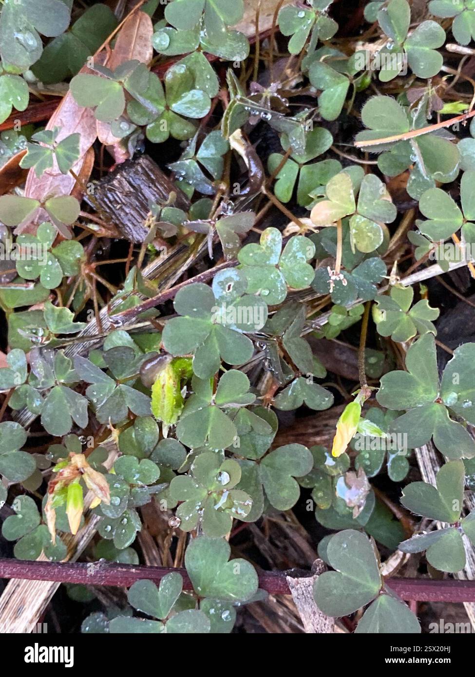 Creeping Woodsorrel (Oxalis corniculata), Plantae, The University of ...