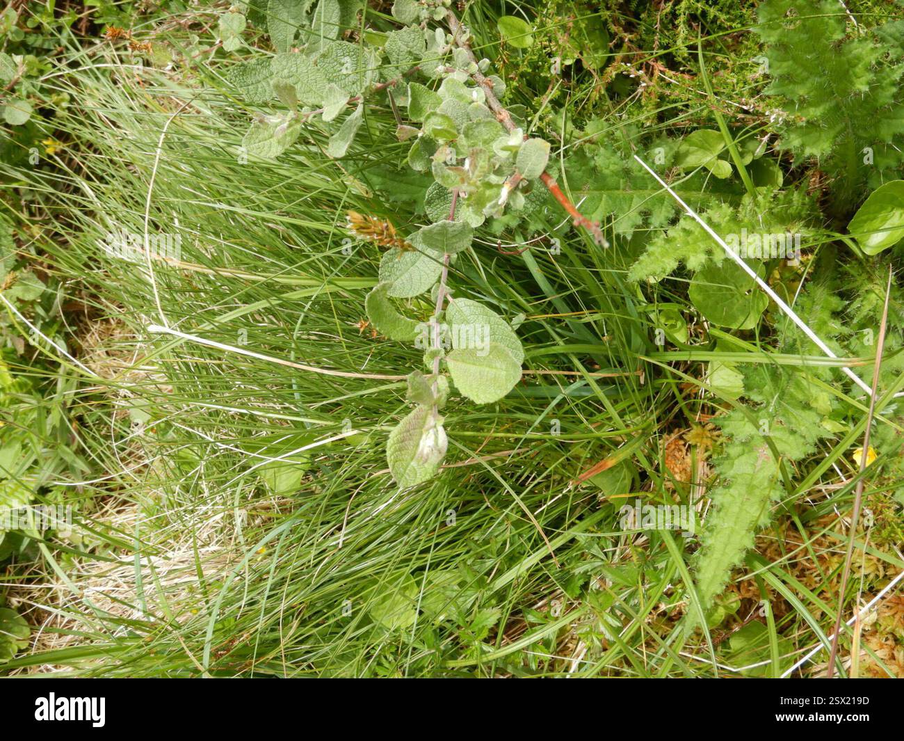 Eared Willow (Salix aurita), Plantae, Angus Council, UK Stock Photo - Alamy