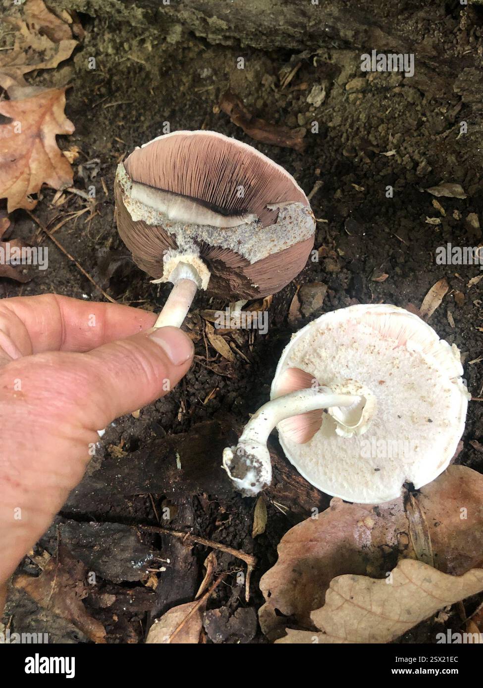 field and button mushrooms (Agaricus), Fungi, Maryland, US, Phenolic ...