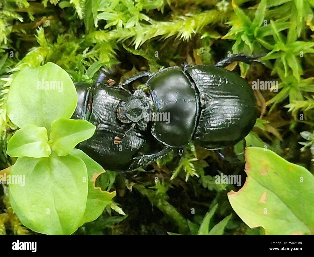 Woodland Dor Beetle (Anoplotrupes stercorosus), Insecta, St Catherines ...