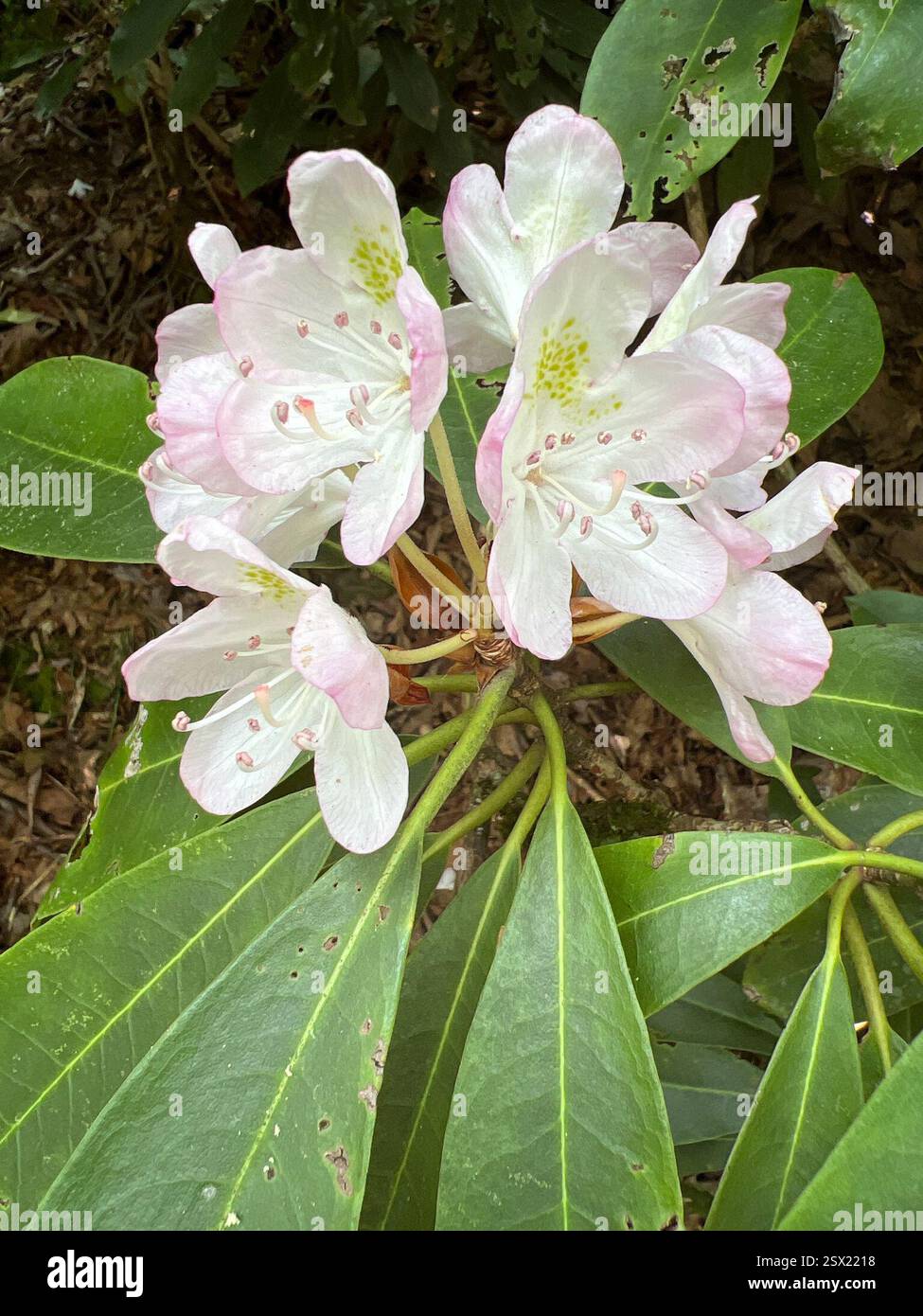 great rhododendron (Rhododendron maximum), Plantae, Nantahala National ...