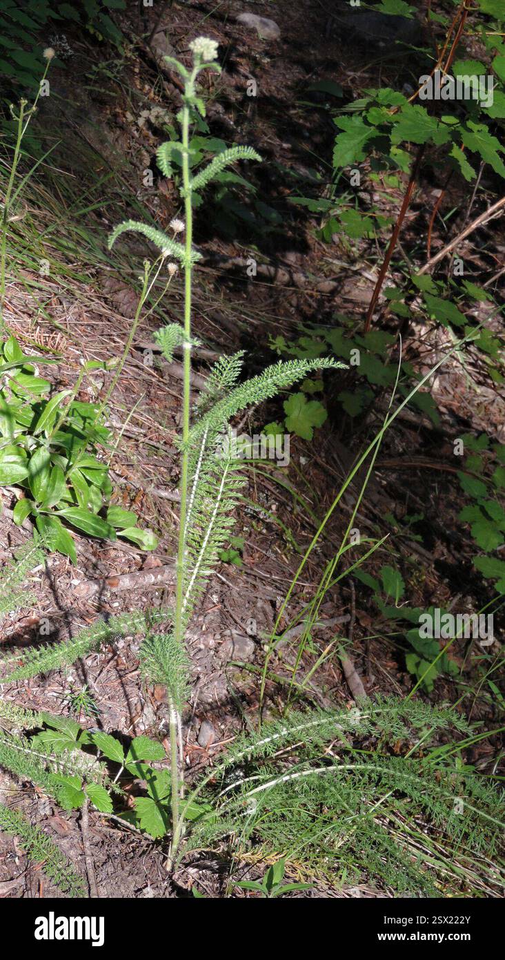 common yarrow (Achillea millefolium), Plantae, Midway, BC, Canada Stock ...