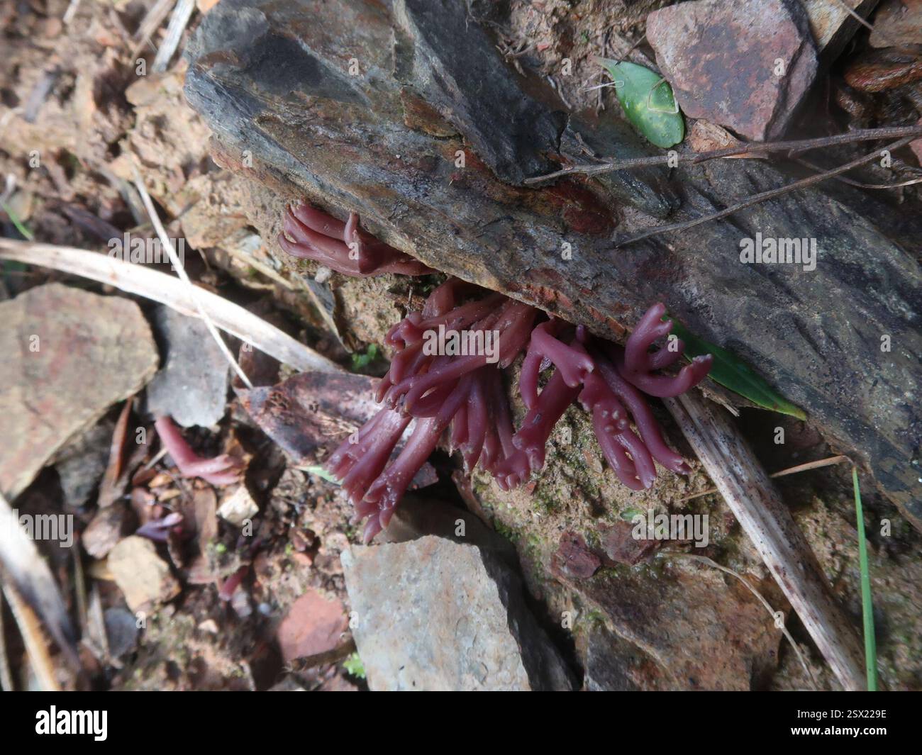 violet coral fungus (Clavaria zollingeri), Fungi, Lilydale TAS 7268 ...