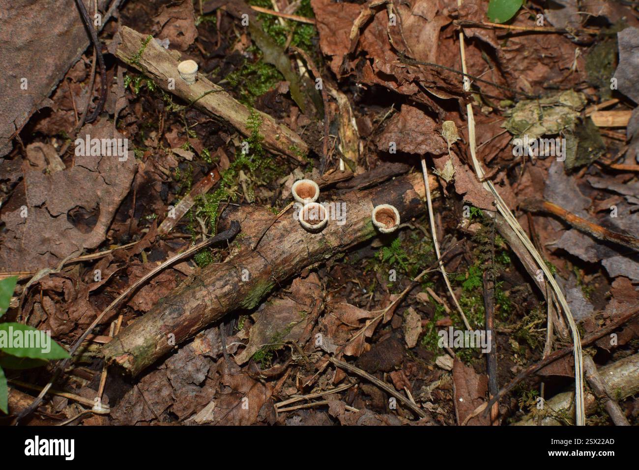 woolly bird's nest fungus (Nidula niveotomentosa), Fungi, 中国浙江省杭州市临安区 ...