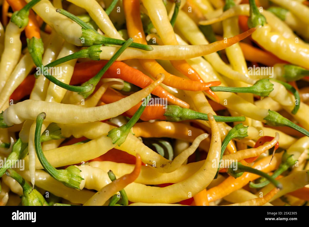 A vibrant collection of fresh chili peppers lies scattered, showcasing ...