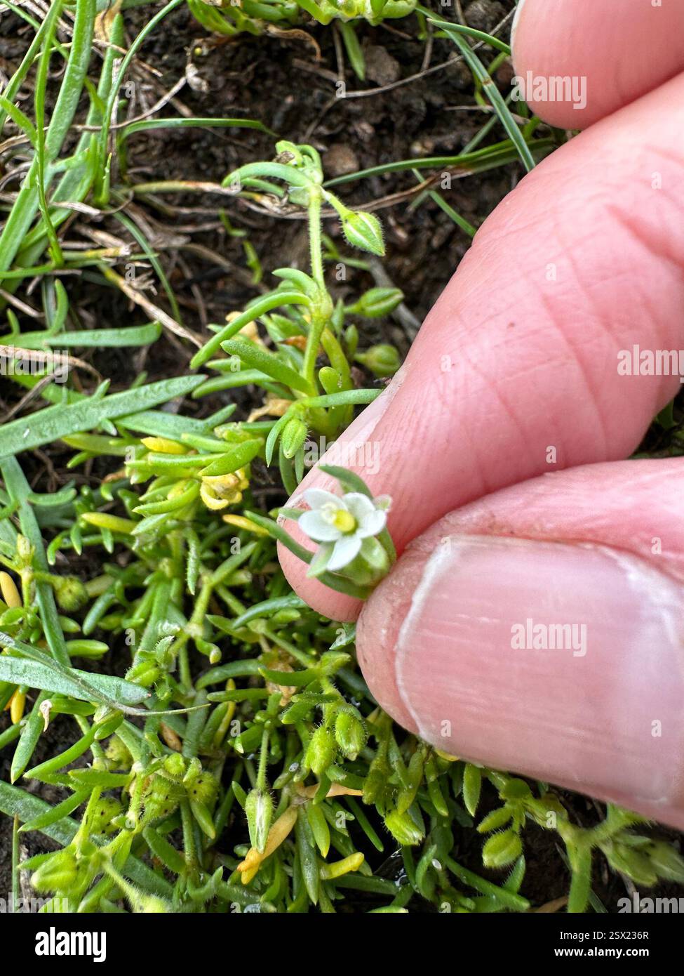 Saltmarsh Sand Spurry (Spergularia marina), Plantae, Trowbridge ...