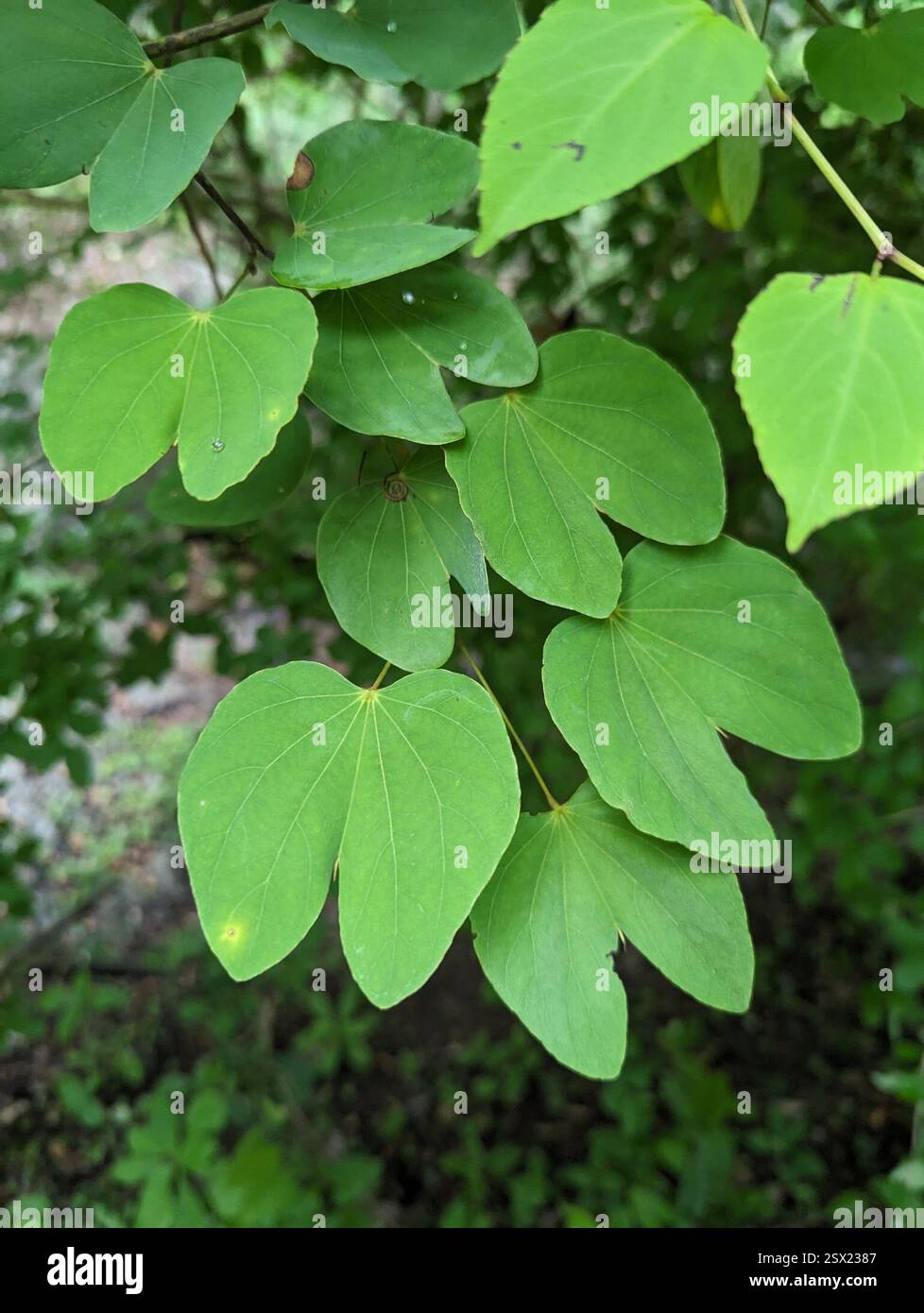 (Schnella), Plantae, CQMX+3FH, Las Escobas del Venado, Panama Stock ...