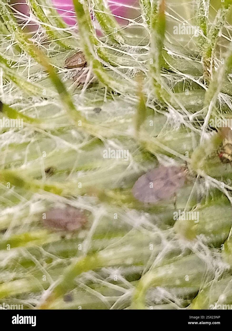 Spear Thistle Lacebug (Tingis cardui), Insecta, Blackridge, Bathgate ...