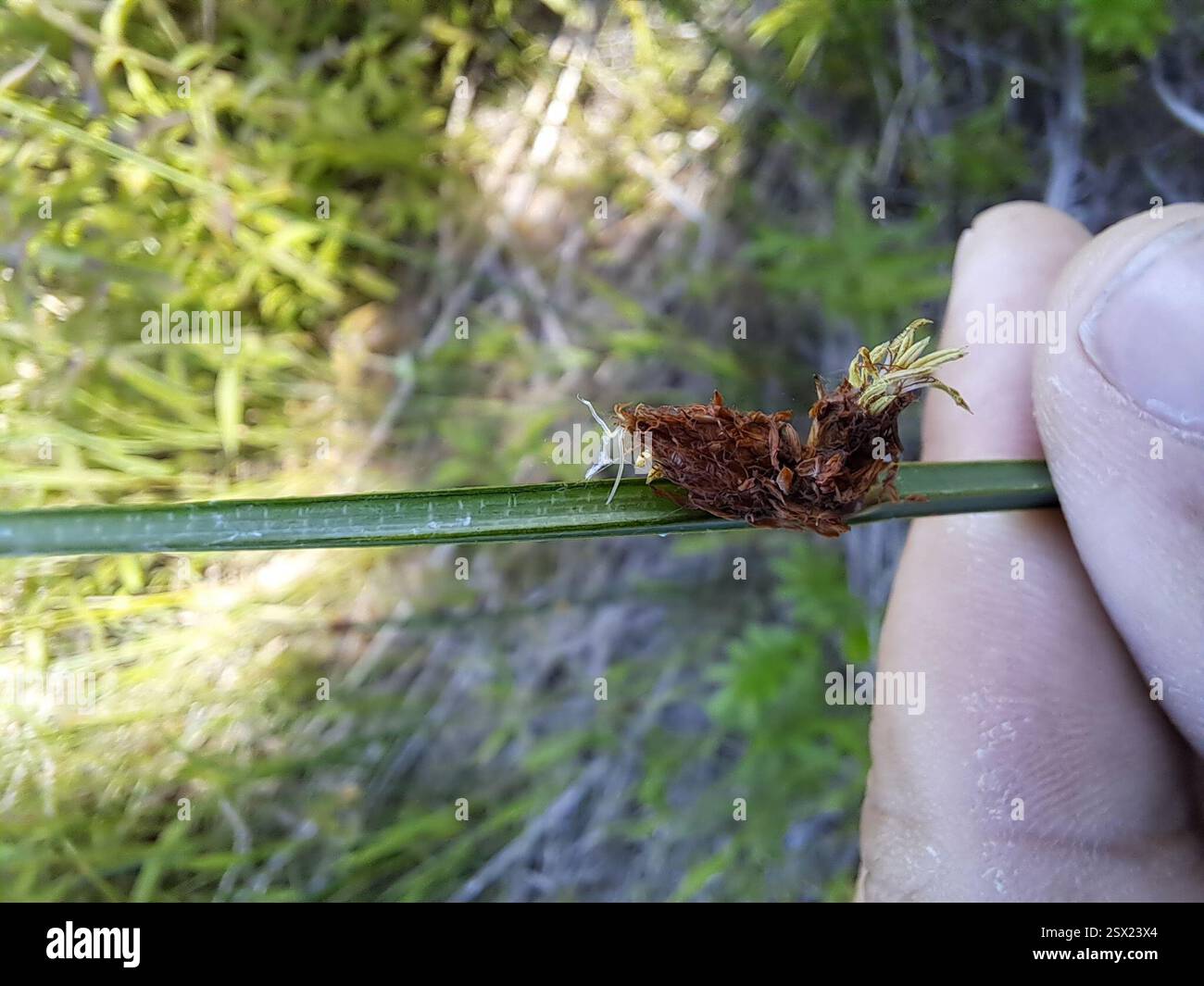 three-square bulrush (Schoenoplectus pungens), Plantae, Jocelyn, ON P0R ...