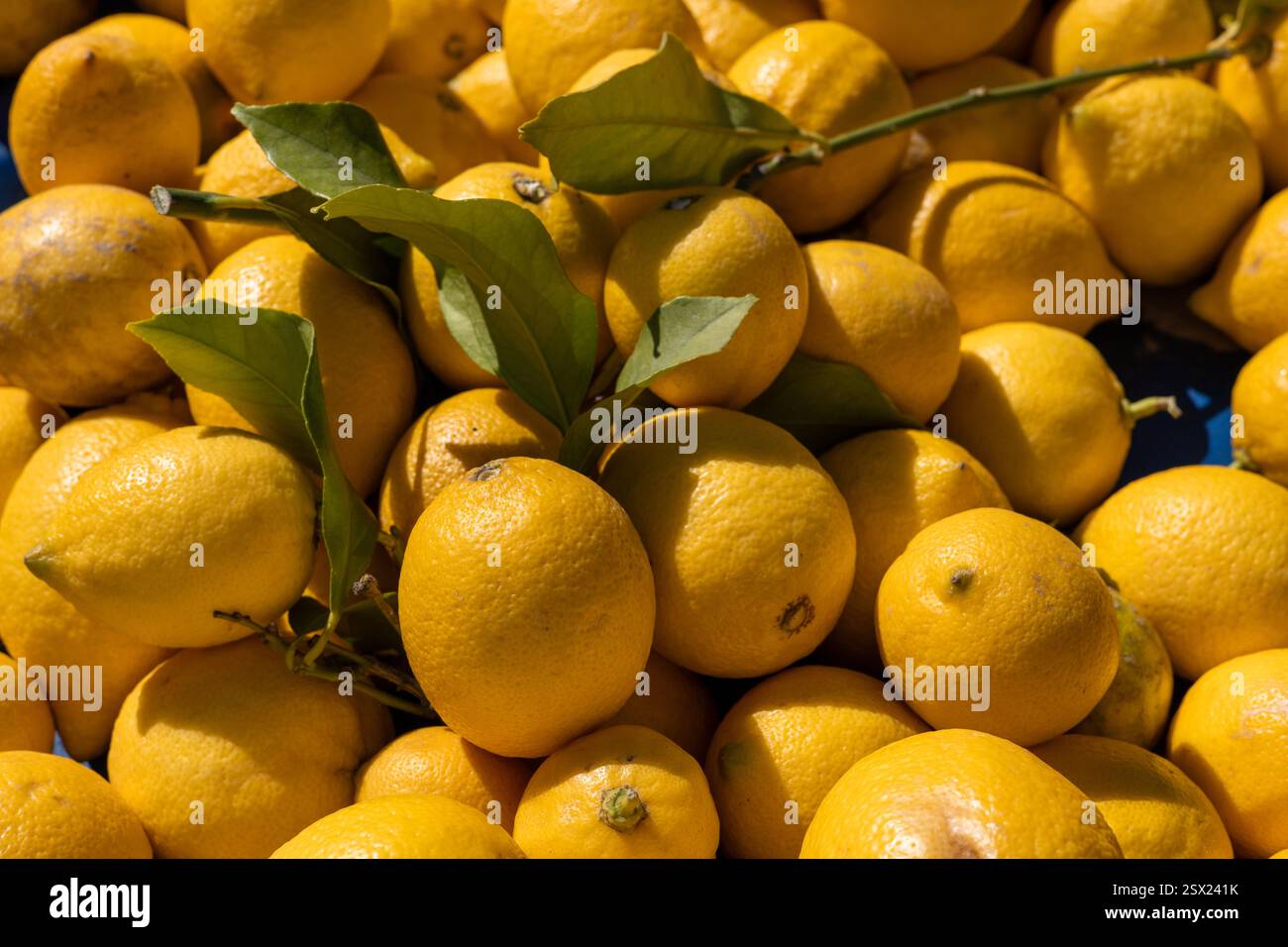 Large pile organic lemons hi-res stock photography and images - Alamy