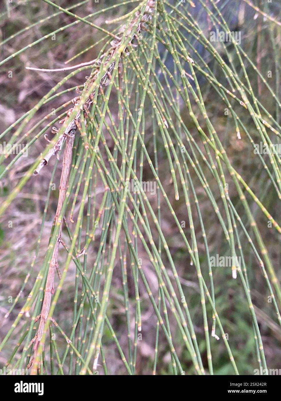 River sheoak (Casuarina cunninghamiana), Plantae, Beaudesert - Pt C, AU ...