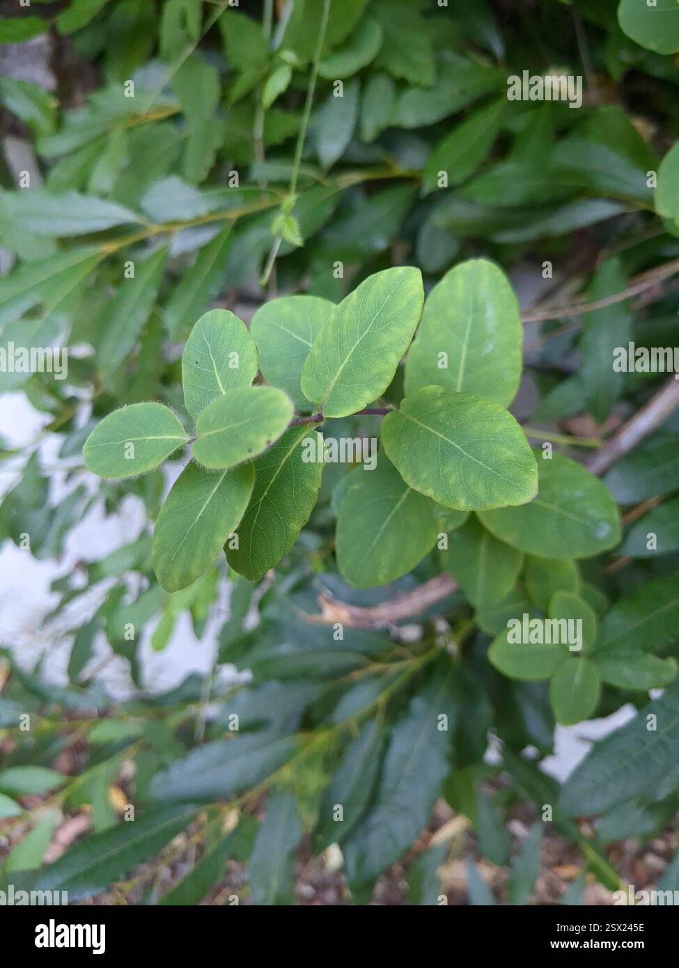 orange honeysuckle (Lonicera ciliosa), Plantae, Broadview, Seattle, WA ...