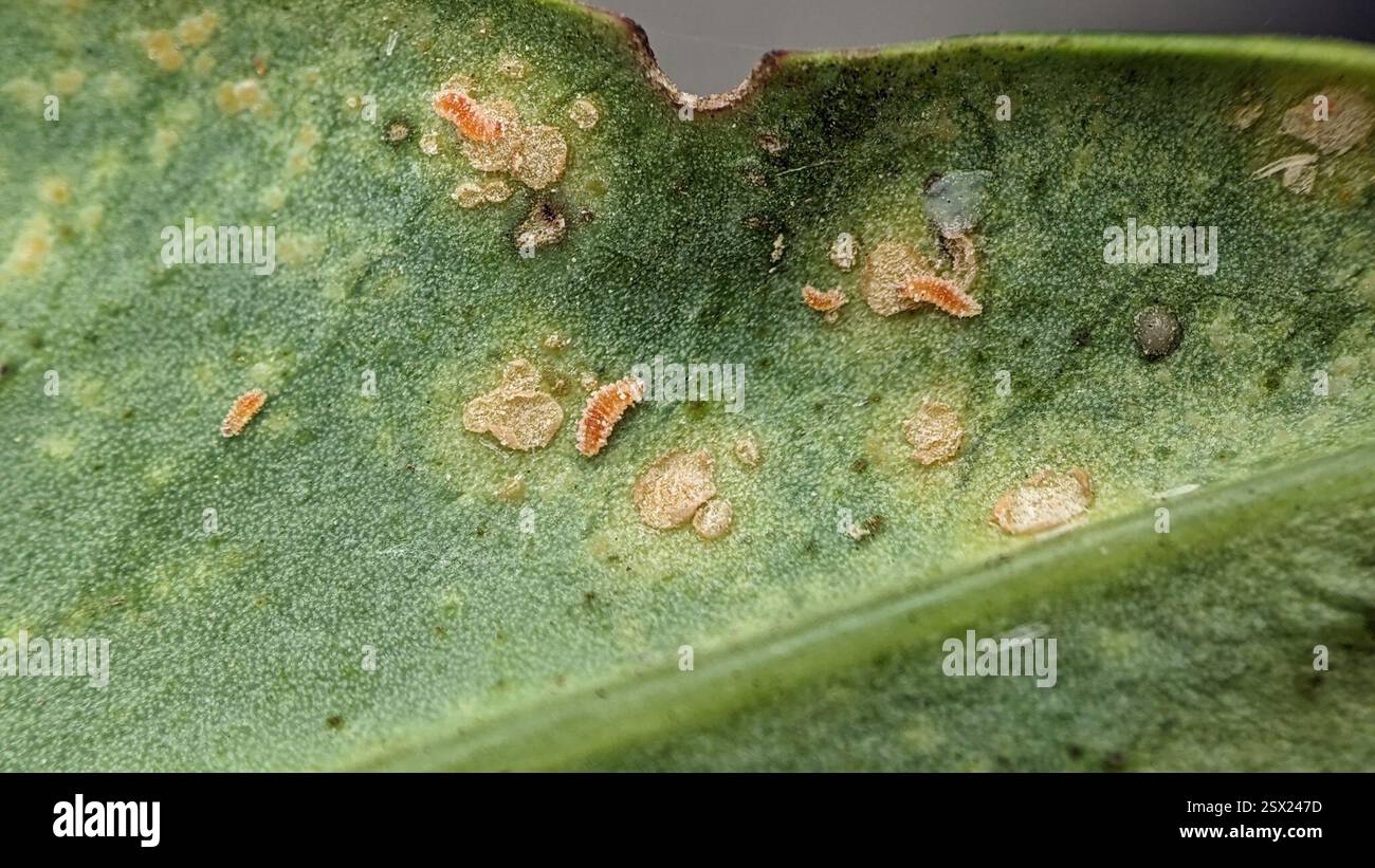 Rust-eating midges (Mycodiplosis), Insecta, Ramsgate CT11, UK, On caper ...