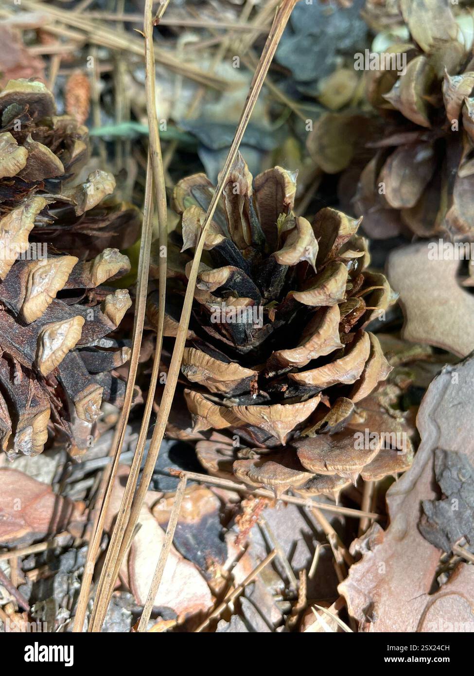 Southwestern Ponderosa Pine (Pinus brachyptera), Plantae, Bandelier ...