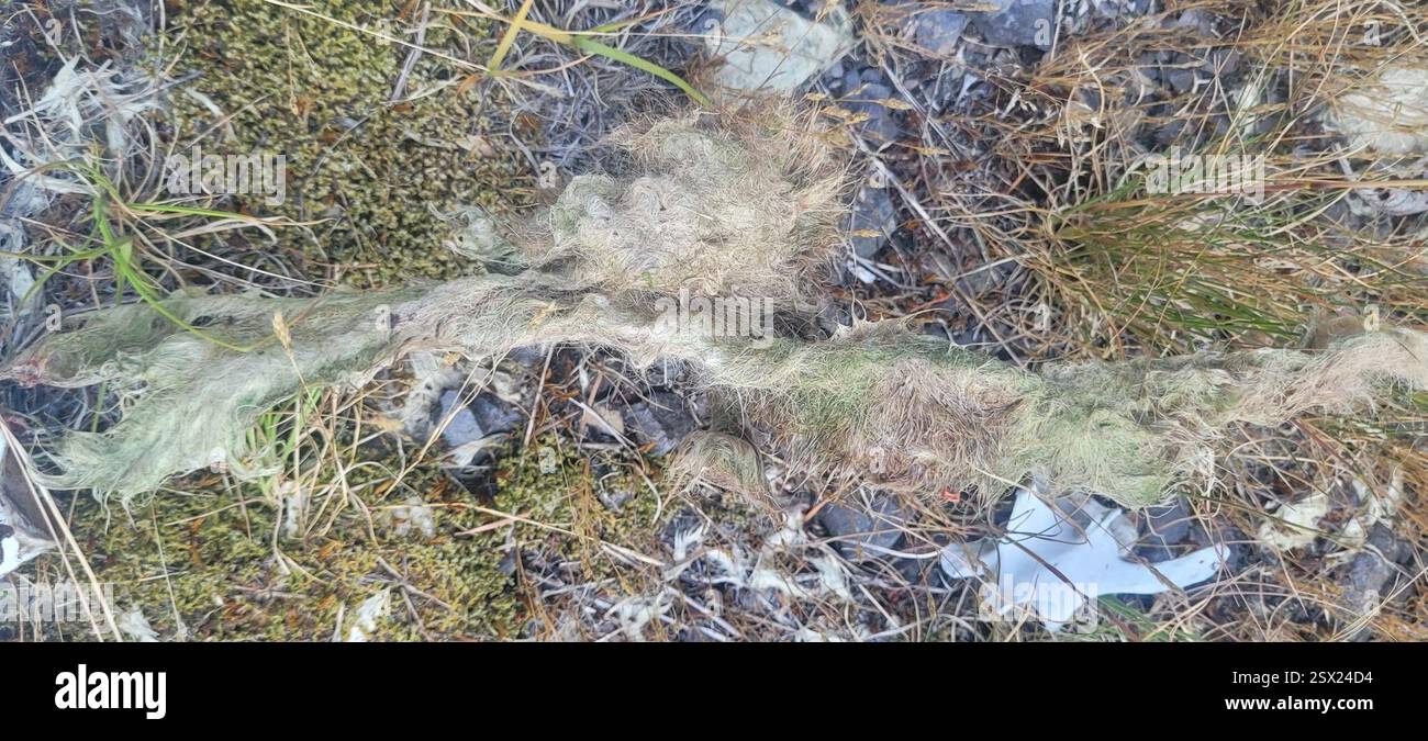 North American Mountain Lion (Puma concolor couguar), Mammalia, Youbou ...