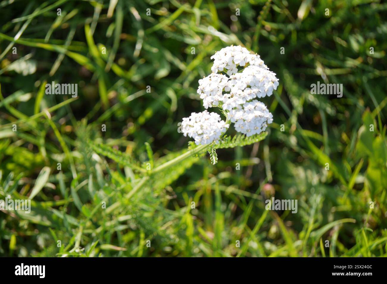 common yarrow (Achillea millefolium), Plantae, Maasholm, Deutschland ...