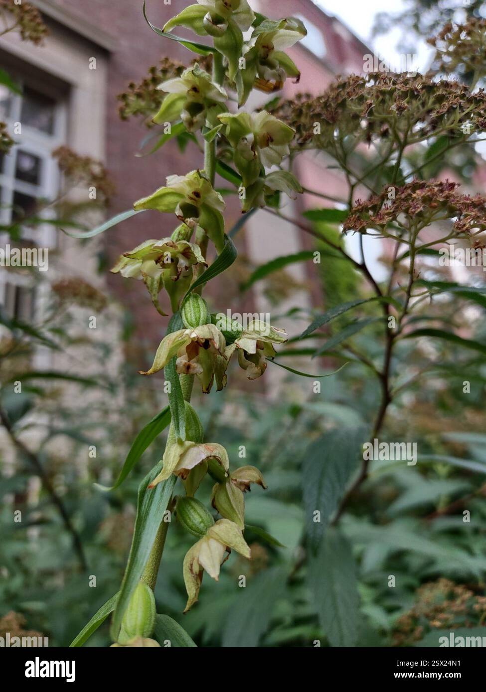 Broad-leaved helleborine (Epipactis helleborine), Plantae, The Annex ...