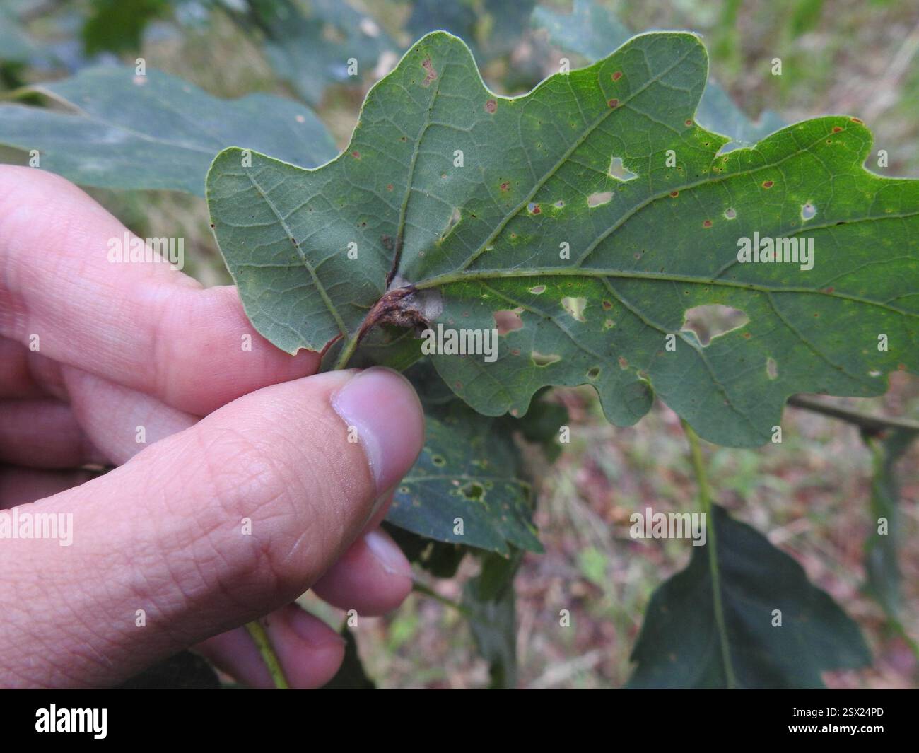 Oak Curved-leaf Gall Wasp (Andricus curvator), Insecta, 68519 Viernheim ...