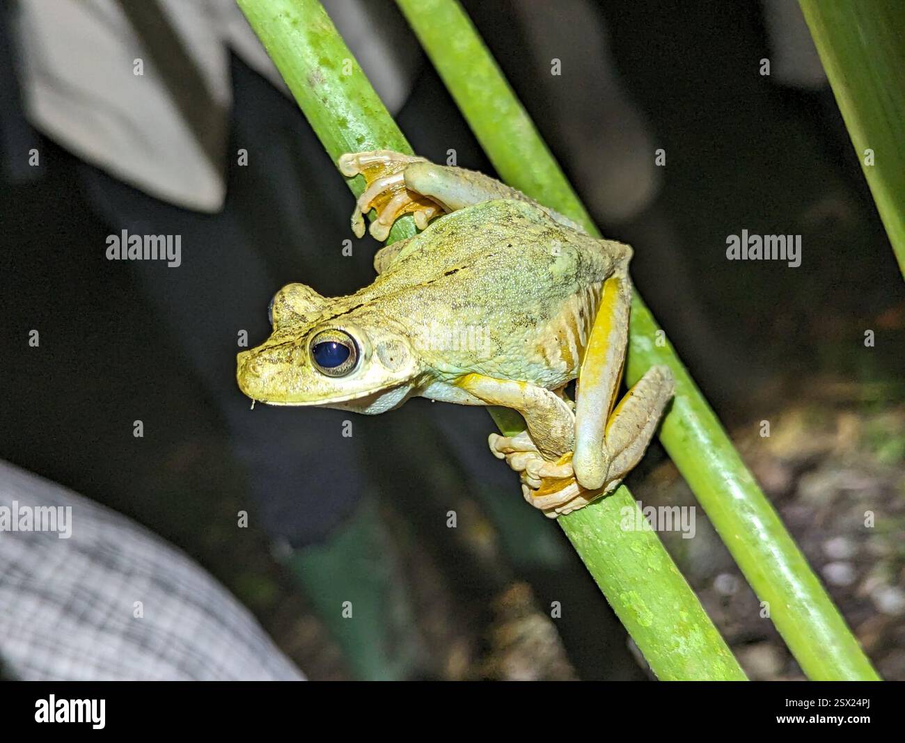 Rosenberg's Gladiator Frog (Boana rosenbergi), Amphibia, 47CW+4RQ ...