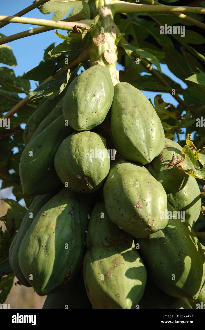 Thailand northern green papaya hi-res stock photography and images - Alamy