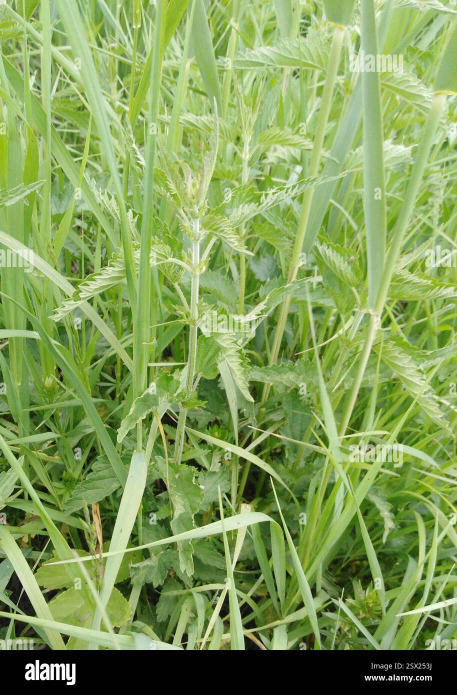 Fen Nettle (Urtica galeopsifolia), Plantae, Кондольский р-н, Пензенская ...