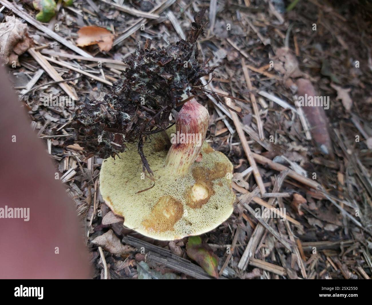 Red-cracking Bolete (Xerocomellus chrysenteron), Fungi, Emersons Green ...