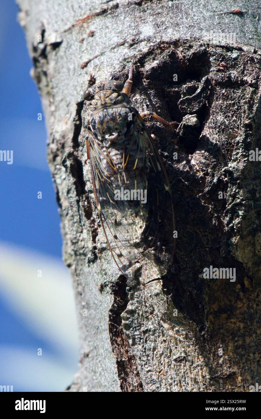 Ash Cicada (Cicada orni), Insecta, Riserva Naturale Torbiere del Sebino ...