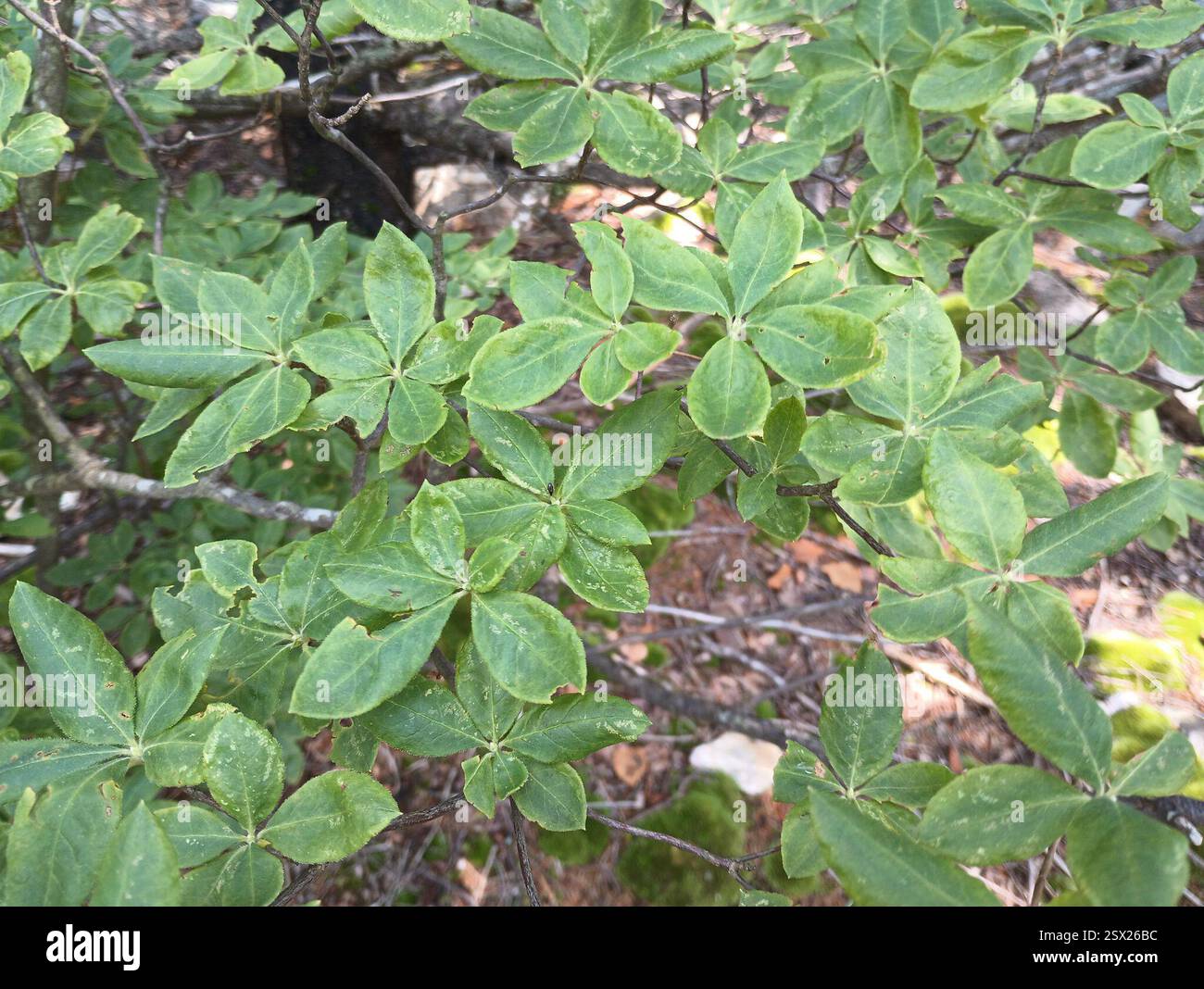 early azalea (Rhododendron prinophyllum), Plantae, Bennington County ...