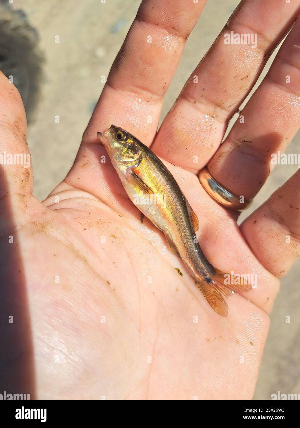 Finescale Dace (Chrosomus neogaeus), Actinopterygii, Desbarats, ON P0R ...