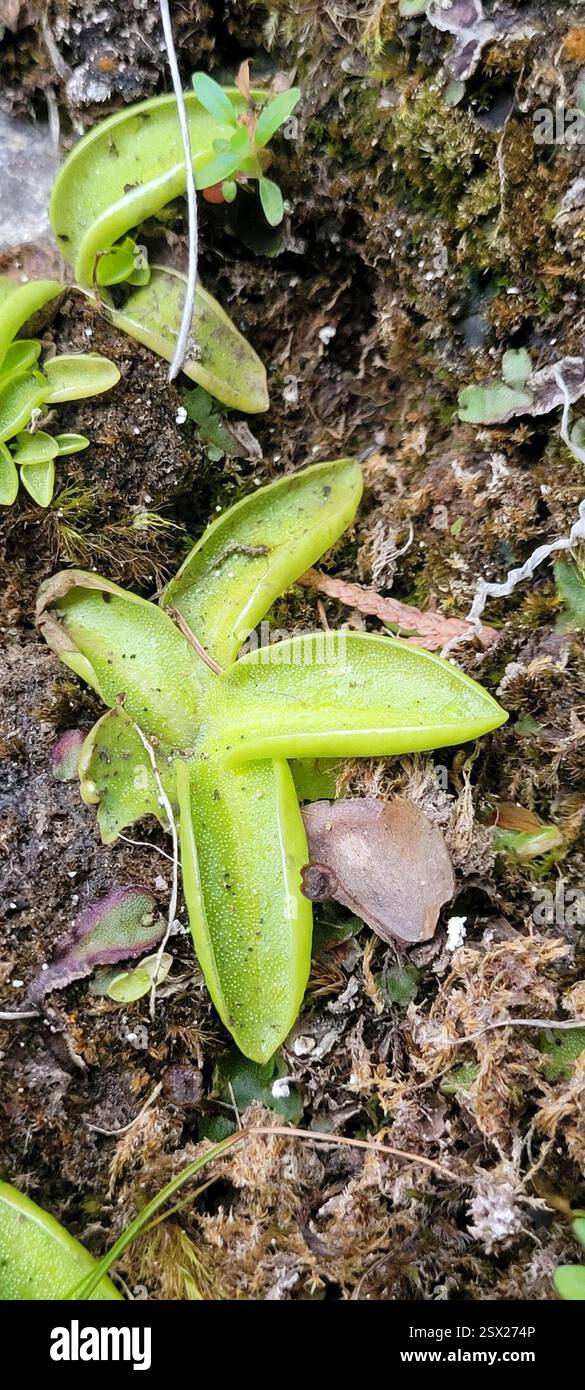 Common Butterwort (Pinguicula vulgaris), Plantae, Wilson Creek Falls ...