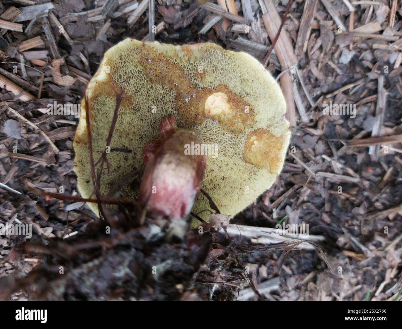 Red-cracking Bolete (Xerocomellus chrysenteron), Fungi, Emersons Green ...