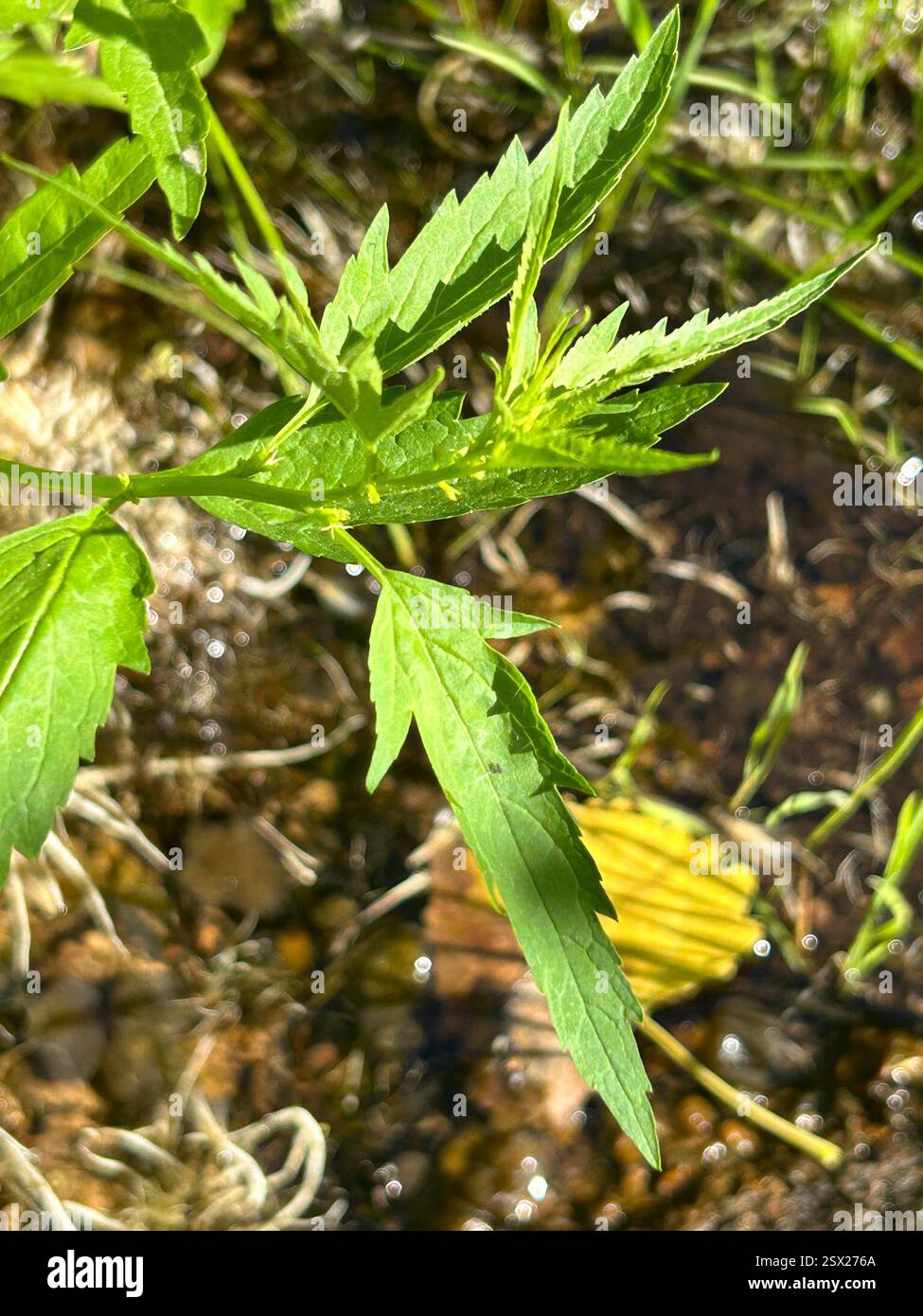 durango root (Datisca glomerata), Plantae, Calf Canyon Hwy, Santa Margarita, CA, US Stock Photo ...