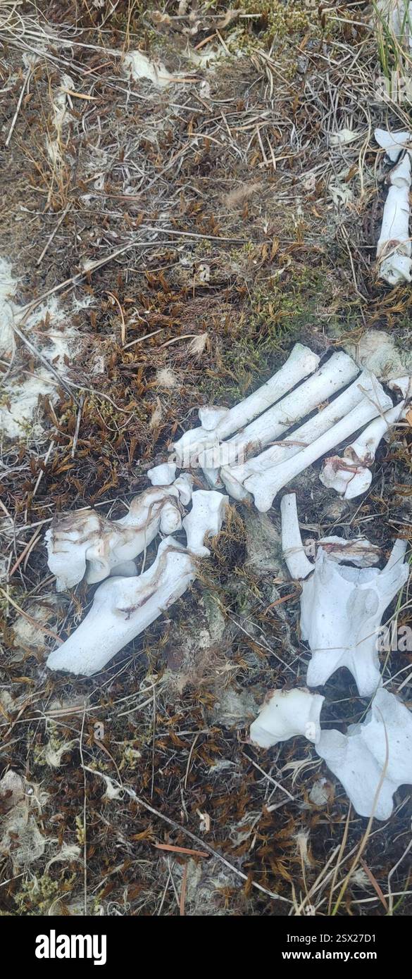 North American Mountain Lion (Puma concolor couguar), Mammalia, Youbou ...