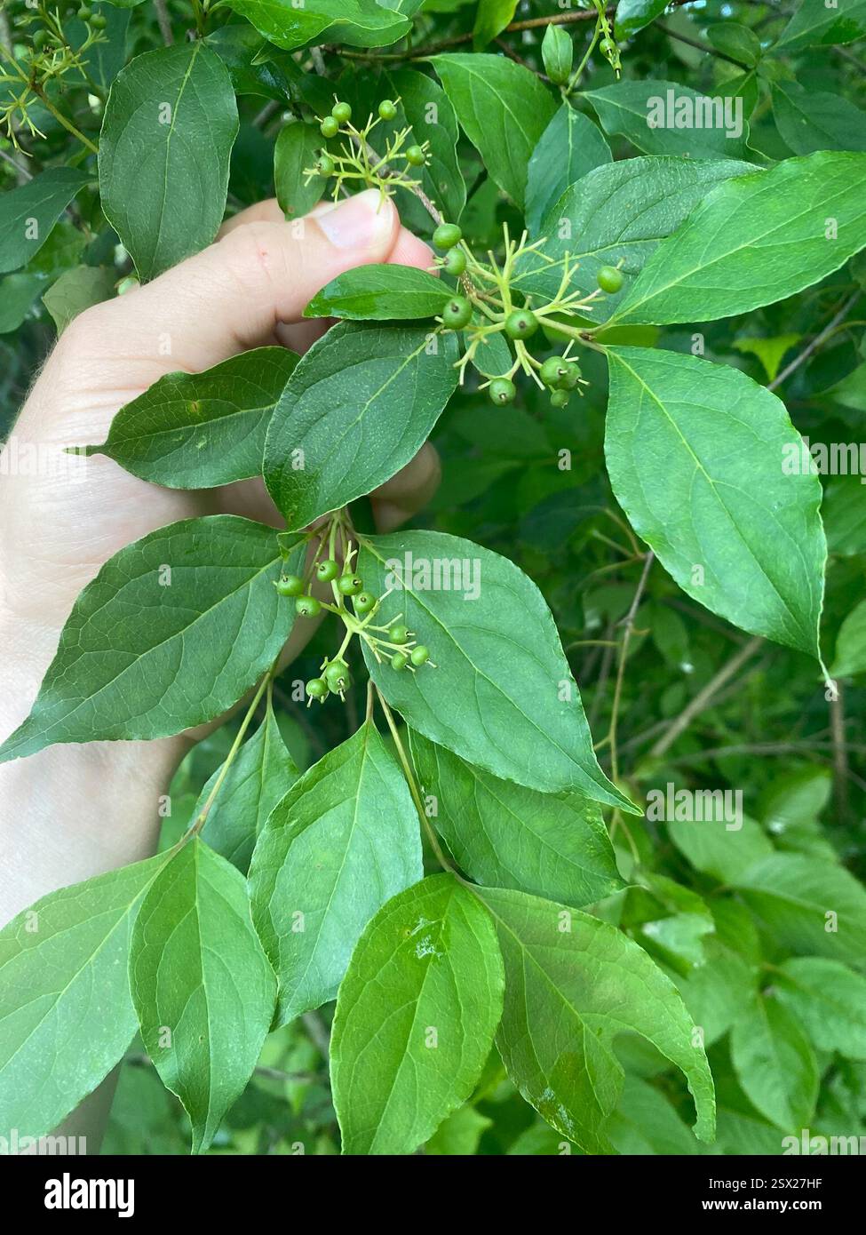 gray dogwood (Cornus racemosa), Plantae, Air Line State Park Trail ...