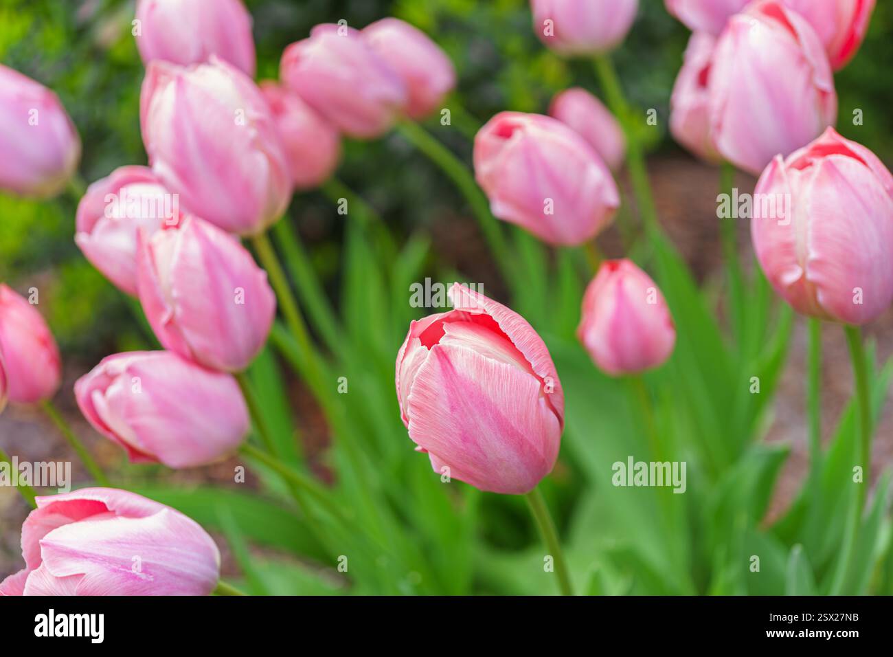 Pastel pink colored Darwin tulip, Mystic van Eijk bloom in botanical ...