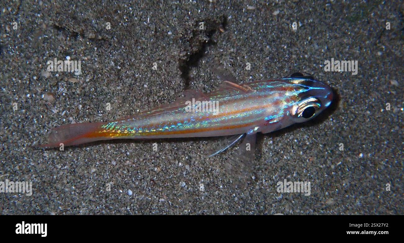 Yellowstriped Cardinalfish (Ostorhinchus cyanosoma), Actinopterygii ...