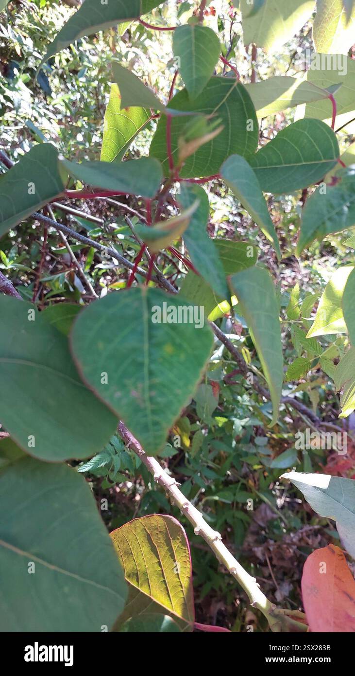 Bleeding Heart (Homalanthus populifolius), Plantae, Tarome QLD 4309 ...