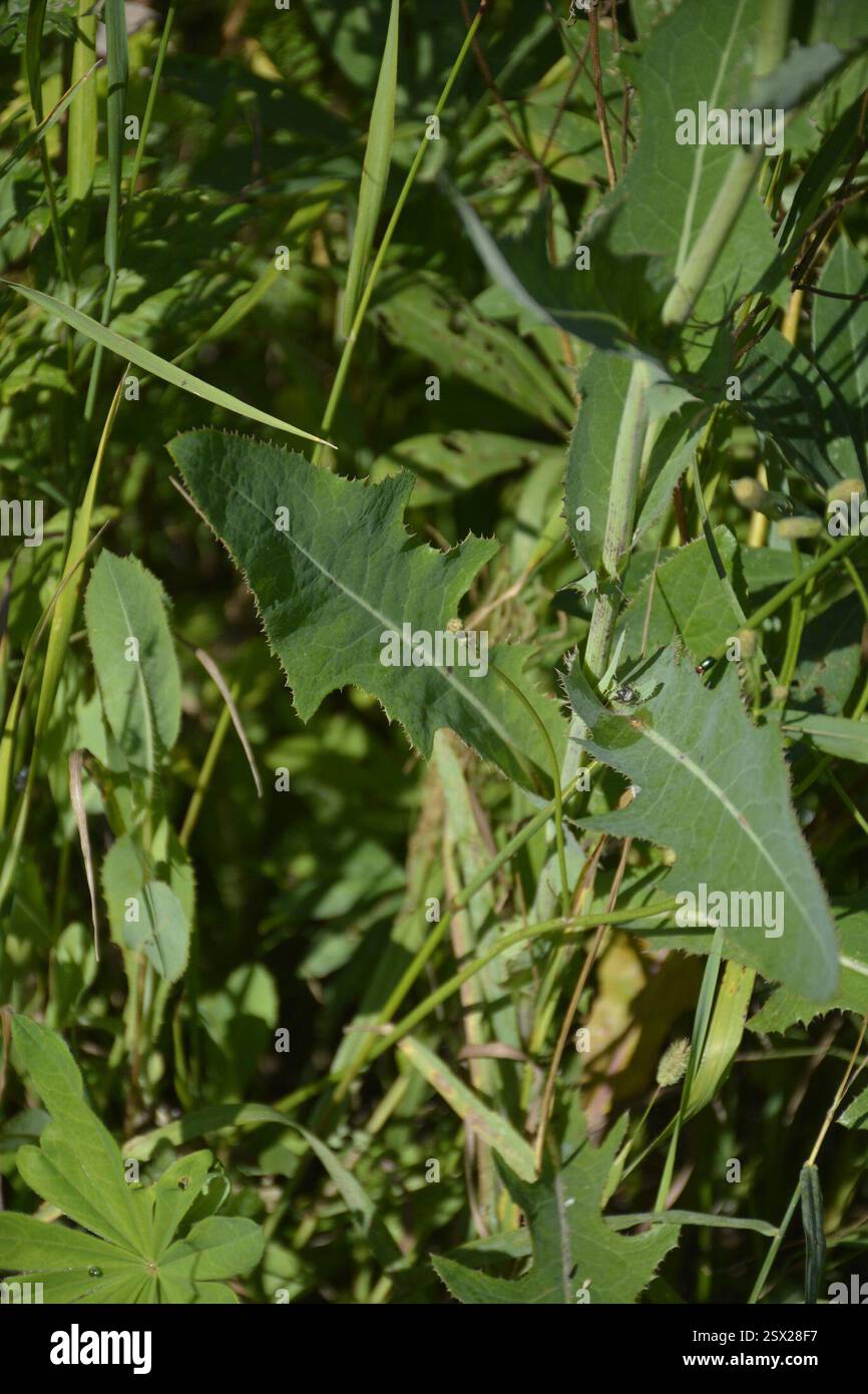 Smooth Field Sowthistle (Sonchus arvensis uliginosus), Plantae ...