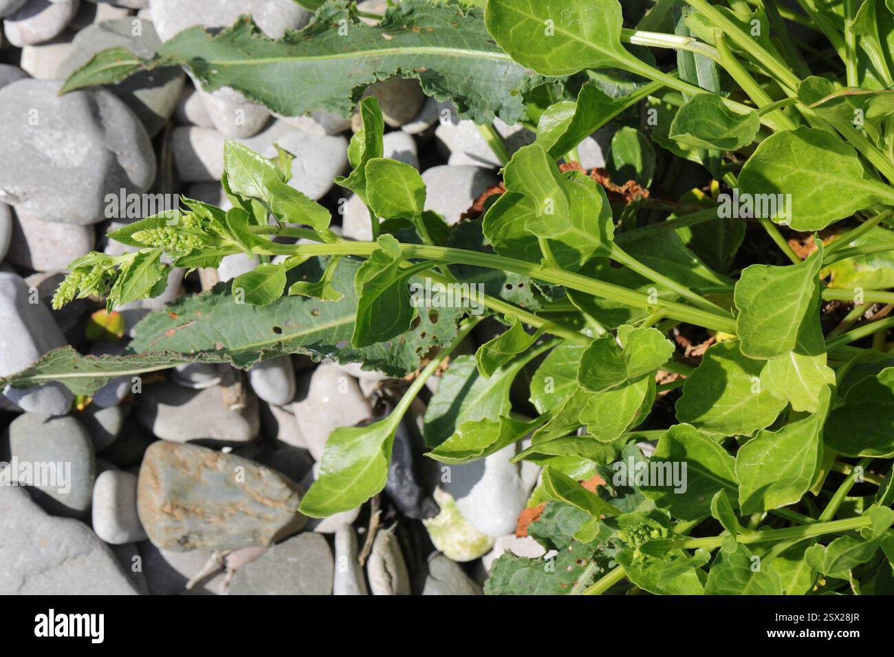 sea beet (Beta vulgaris maritima), Plantae, Abergele Front, Sea Road ...