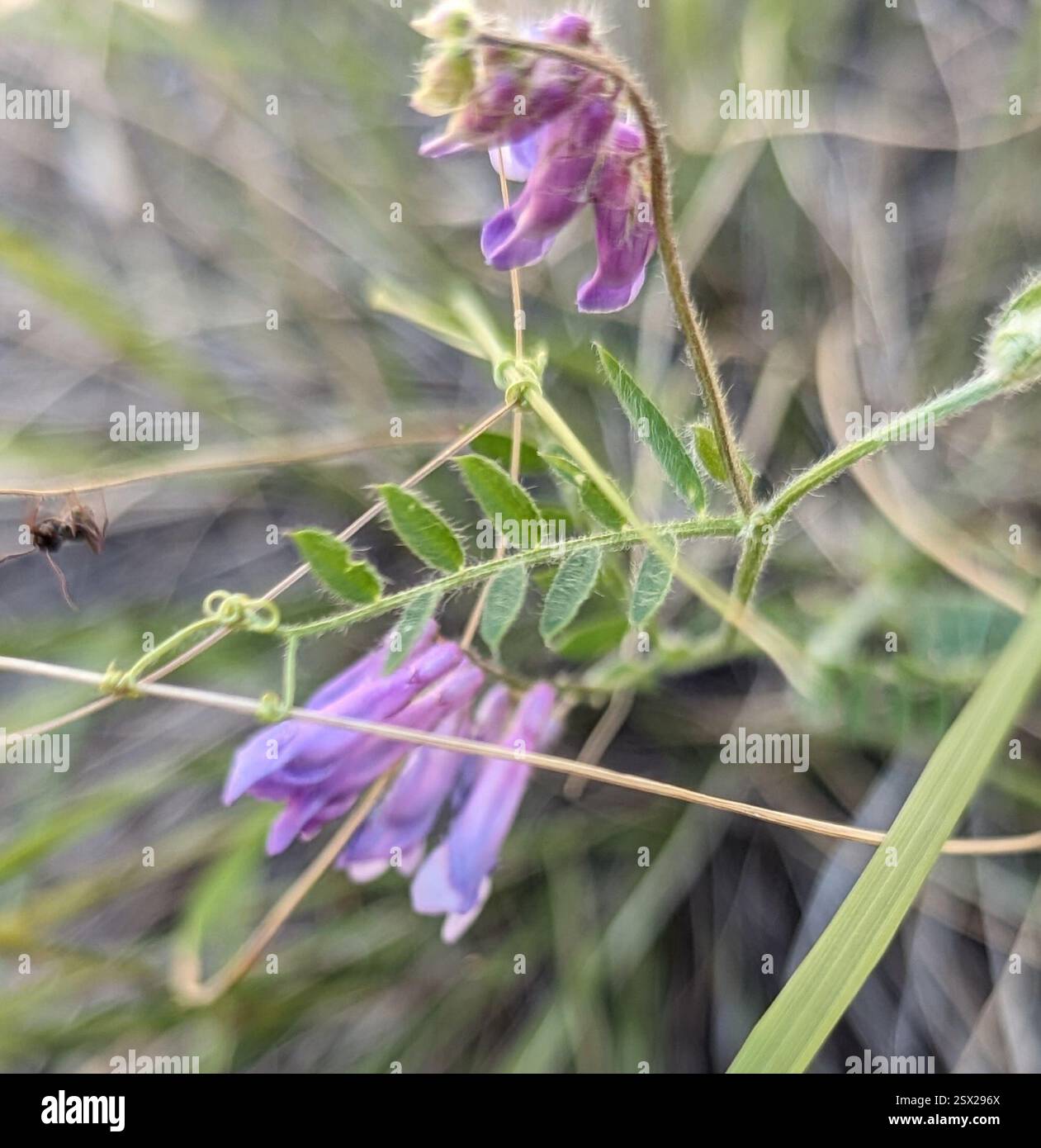 Shaggy Vetch (Vicia villosa villosa), Plantae, Lillooet, BC, Canada ...