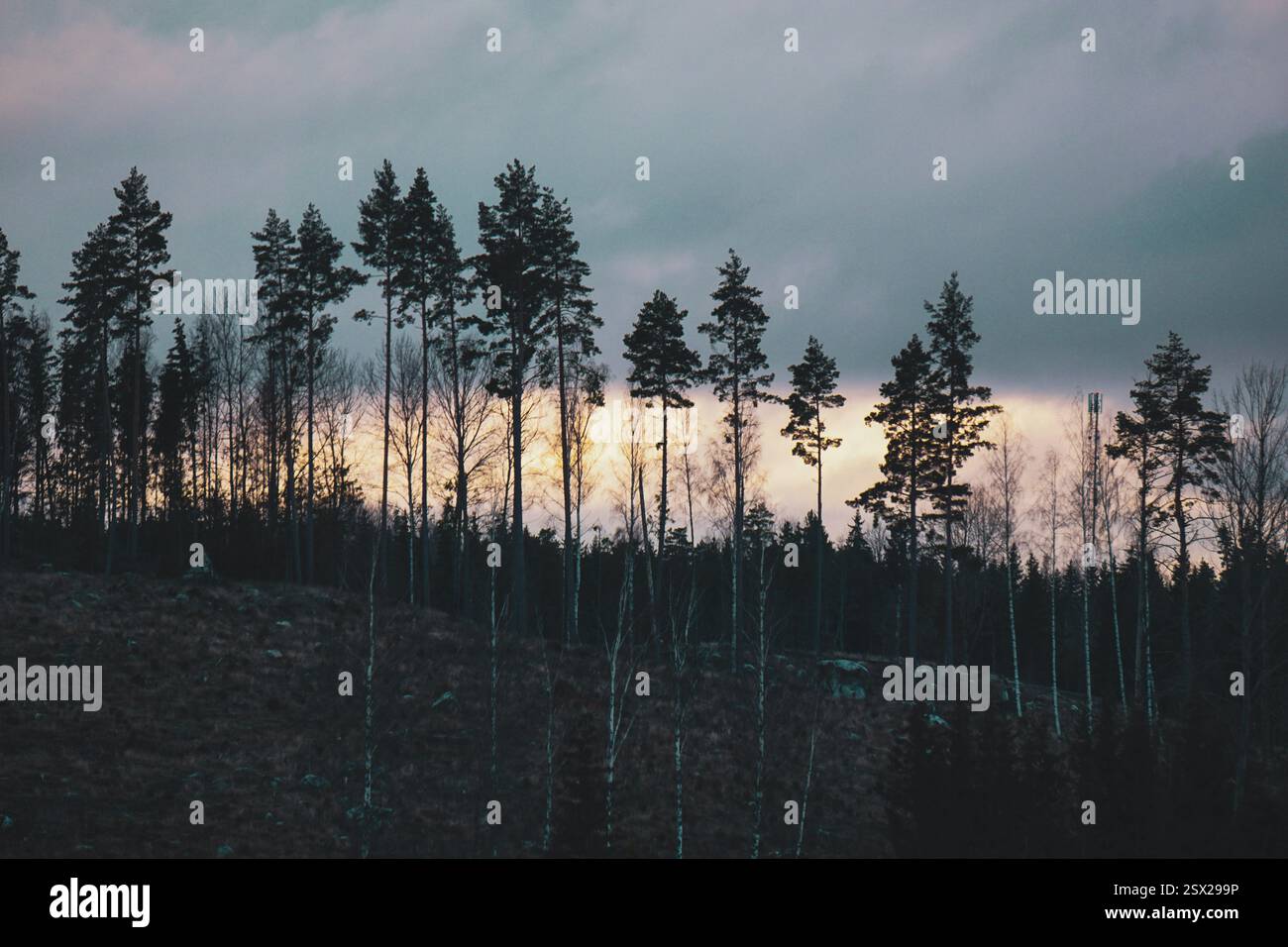 Green trees standing against cloudy hi-res stock photography and images ...