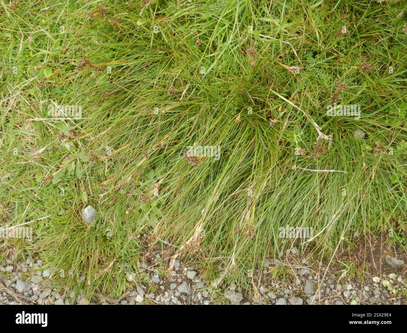 heath rush (Juncus squarrosus), Plantae, Angus Council, UK Stock Photo ...