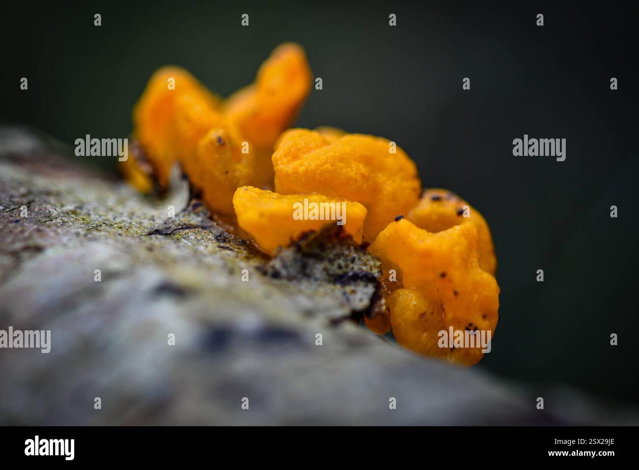 Identify mushrooms hi-res stock photography and images - Alamy
