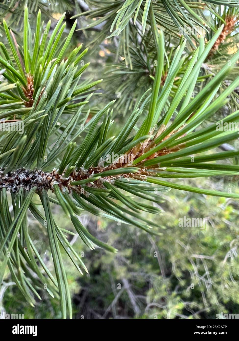 Mexican pinyon (Pinus cembroides), Plantae, Big Bend National Park ...