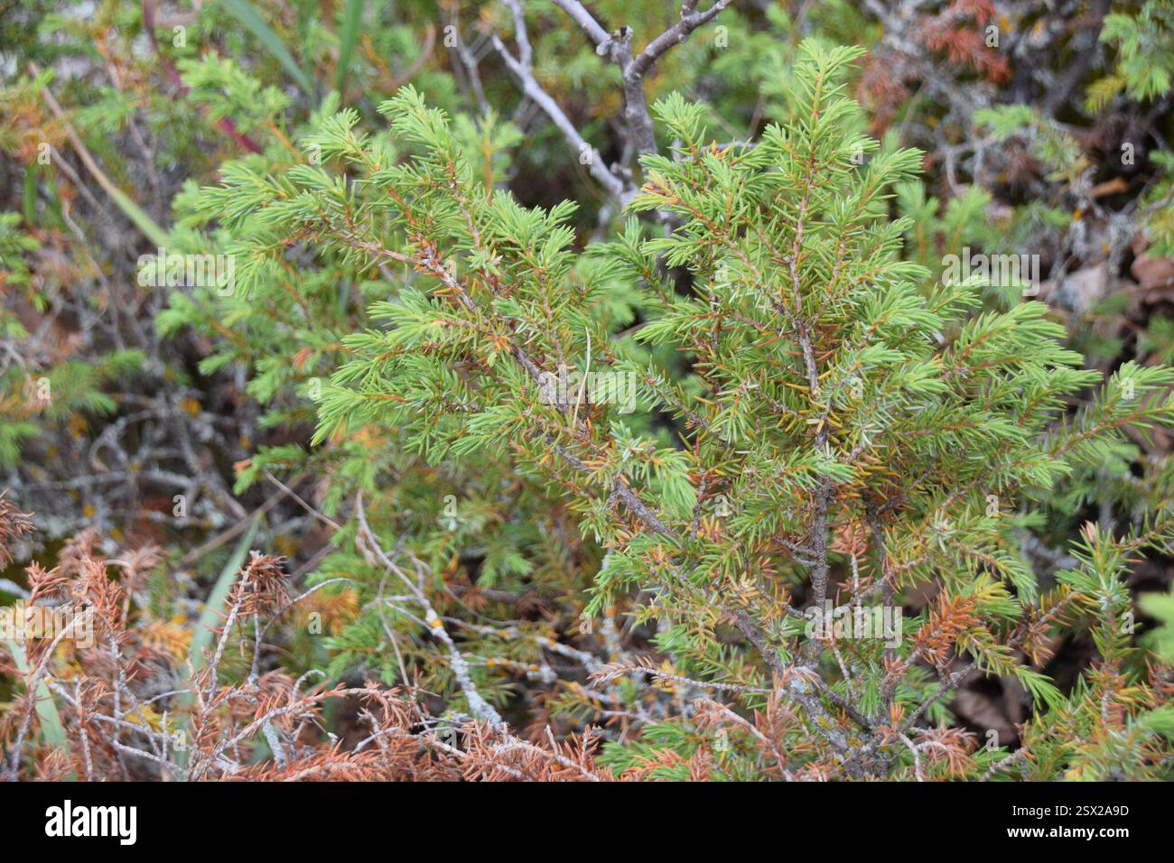 common juniper (Juniperus communis), Plantae, Powerview, Powerview-Pine ...