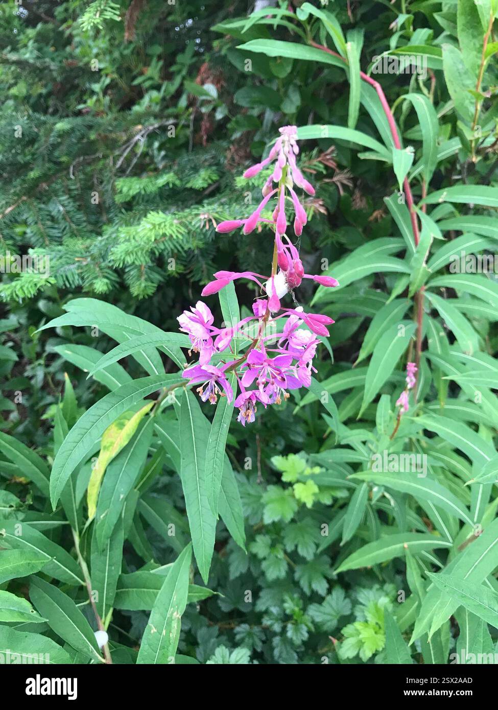 fireweed (Chamaenerion angustifolium), Plantae, Mt. Baker-Snoqualmie ...