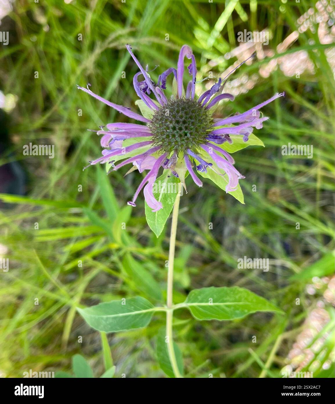 wild bergamot (Monarda fistulosa), Plantae, Bandelier National Monument ...
